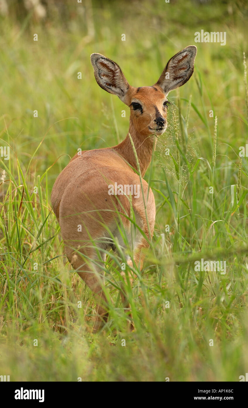 Steinbuck hi-res stock photography and images - Alamy