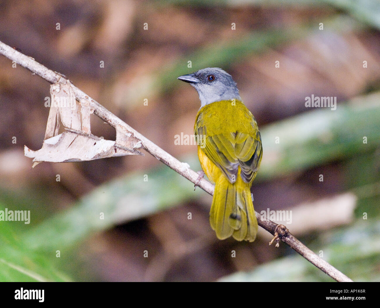 Soberiana hi-res stock photography and images - Alamy