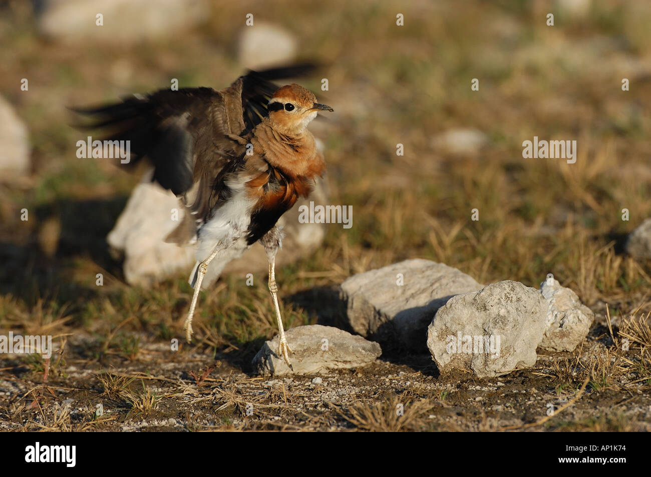 Temmink hi-res stock photography and images - Alamy