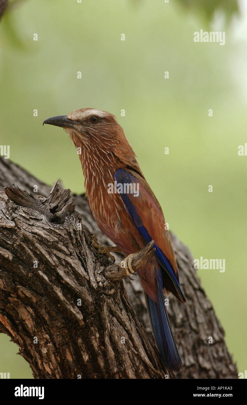 Purple Roller Coracias naevius Etosha Namibia Stock Photo - Alamy