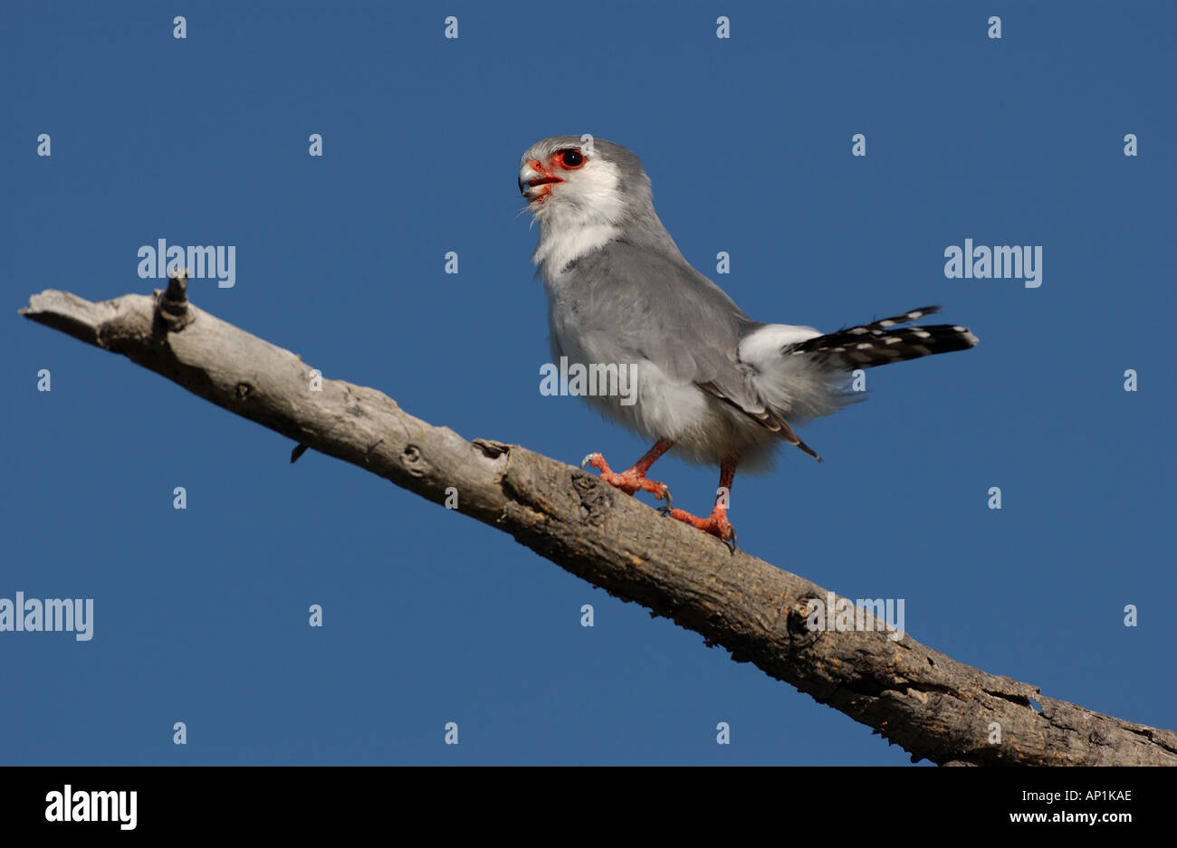 Male African Pygmy Falcon Polihierax semitorquatus Etosha Namibia Stock ...