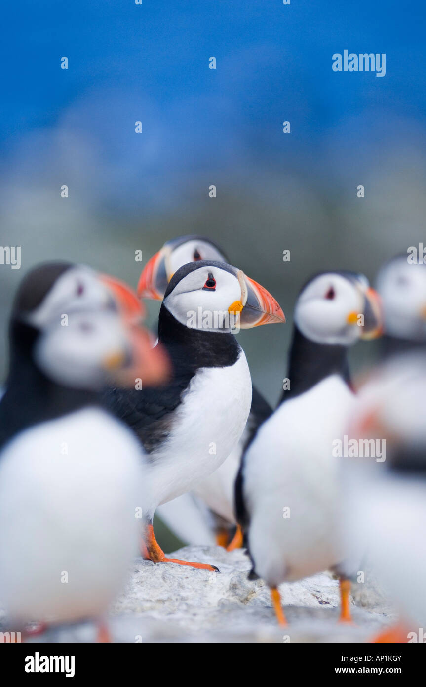 Puffin farnes farne islands group flock seabird auk hi-res stock ...