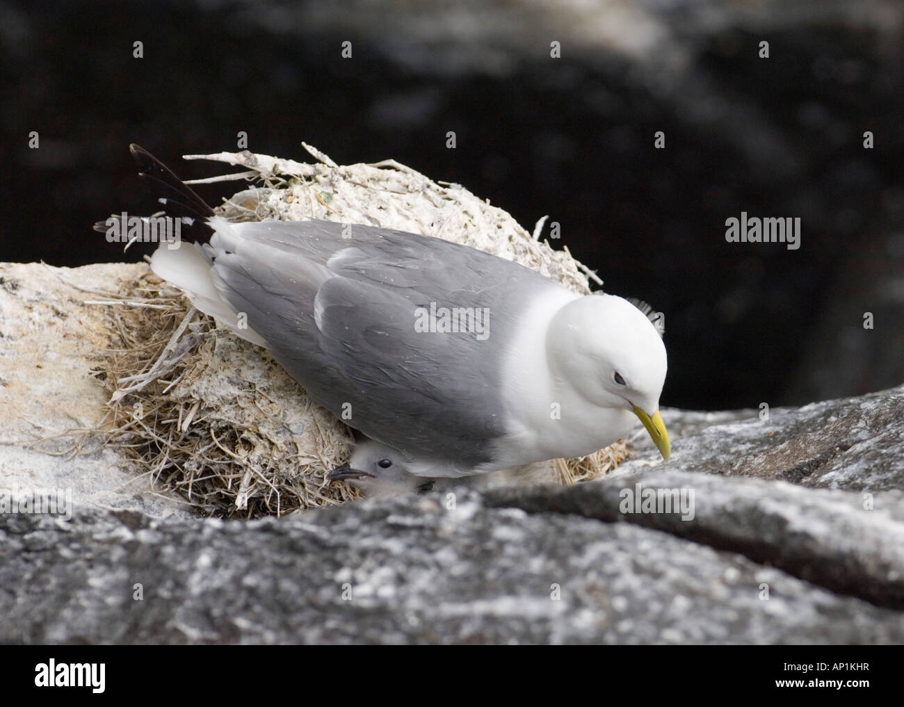 Kittiwake Rissa tridactyla adult and chick on cliffside nest Inner ...
