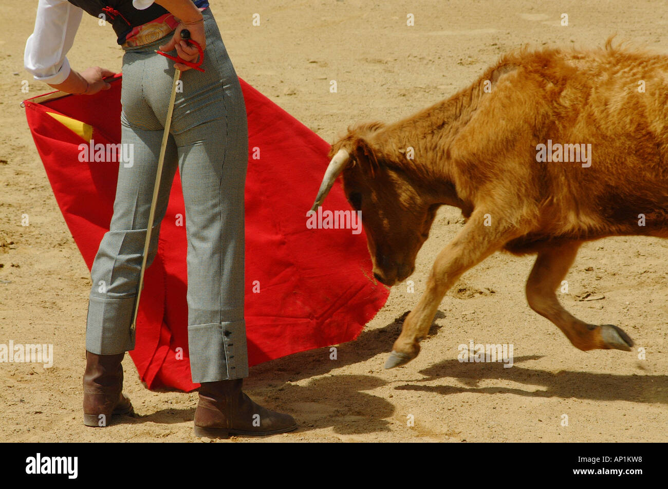 bull, Spain, animal, action, culture, typical, corrida de toros, torero ...