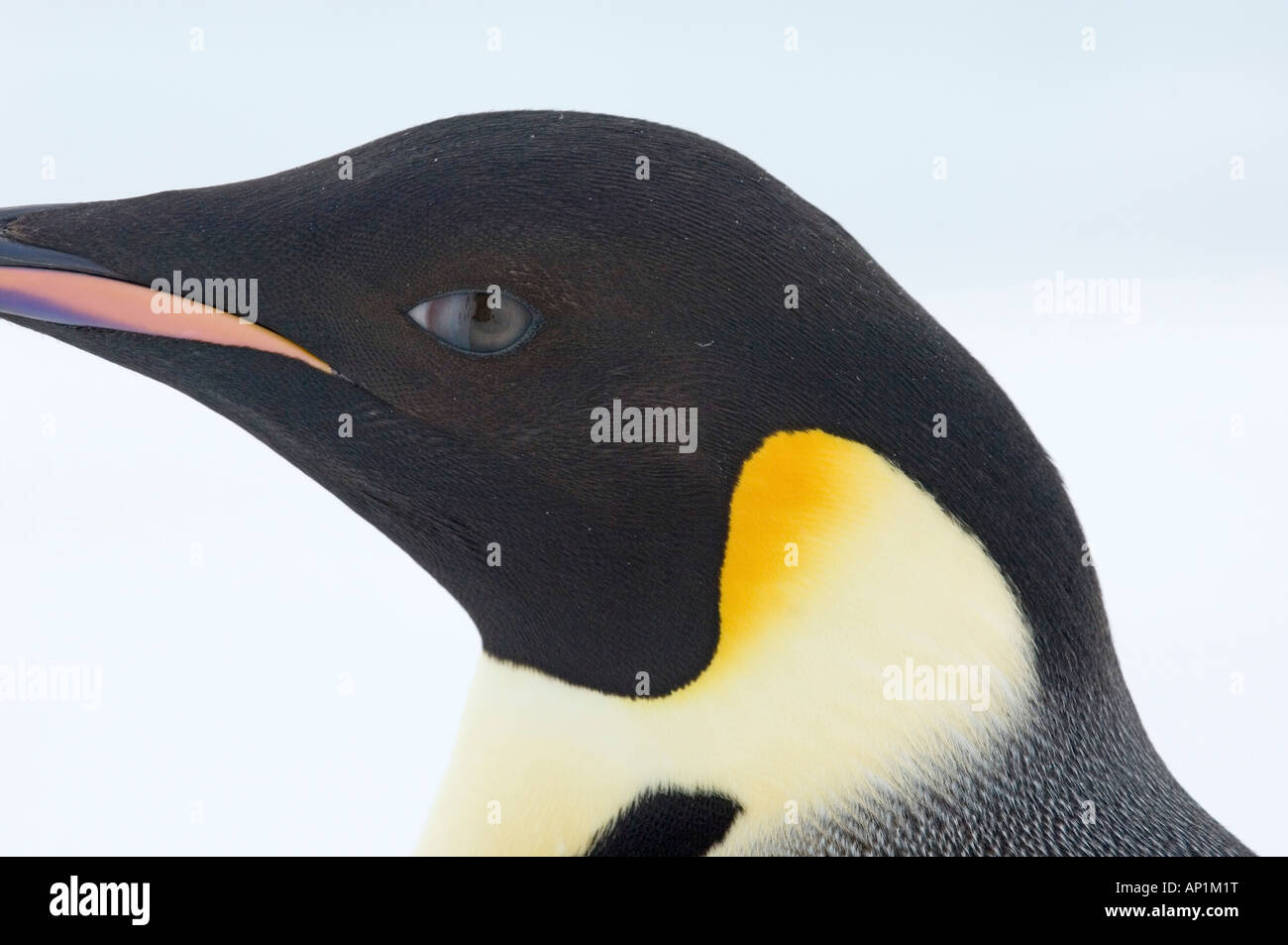 Emperor Penguin Aptenodytes forsteri close up of adults neck showing ...