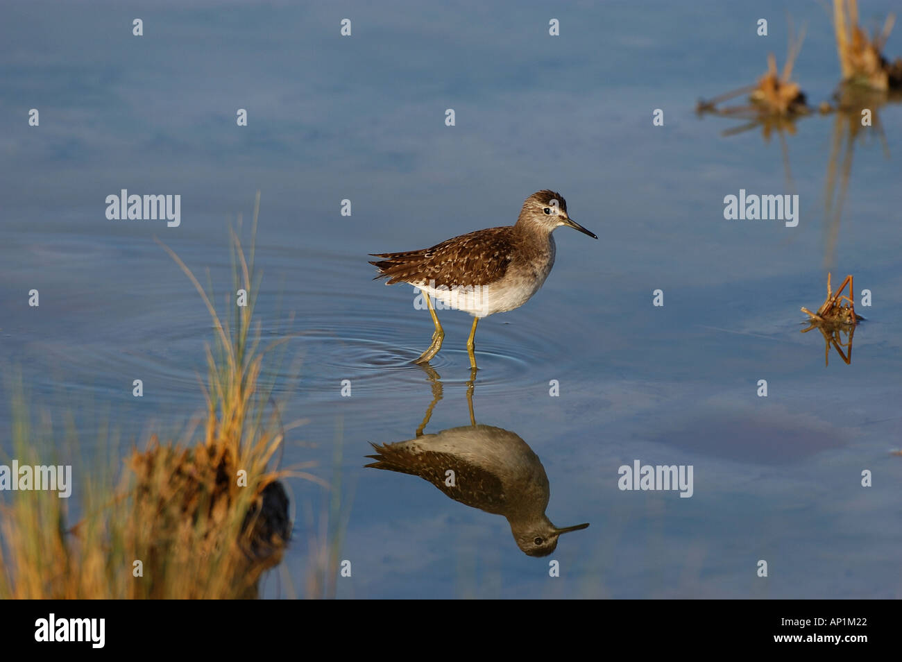 Wood sandpiper wading hi-res stock photography and images - Alamy