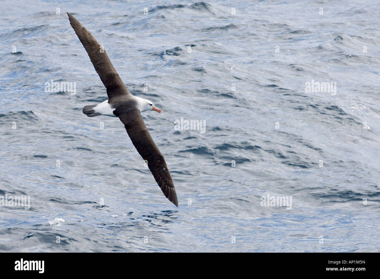 Black browed Albatross Thalassarche melanophrys Southern Ocean off Cape ...
