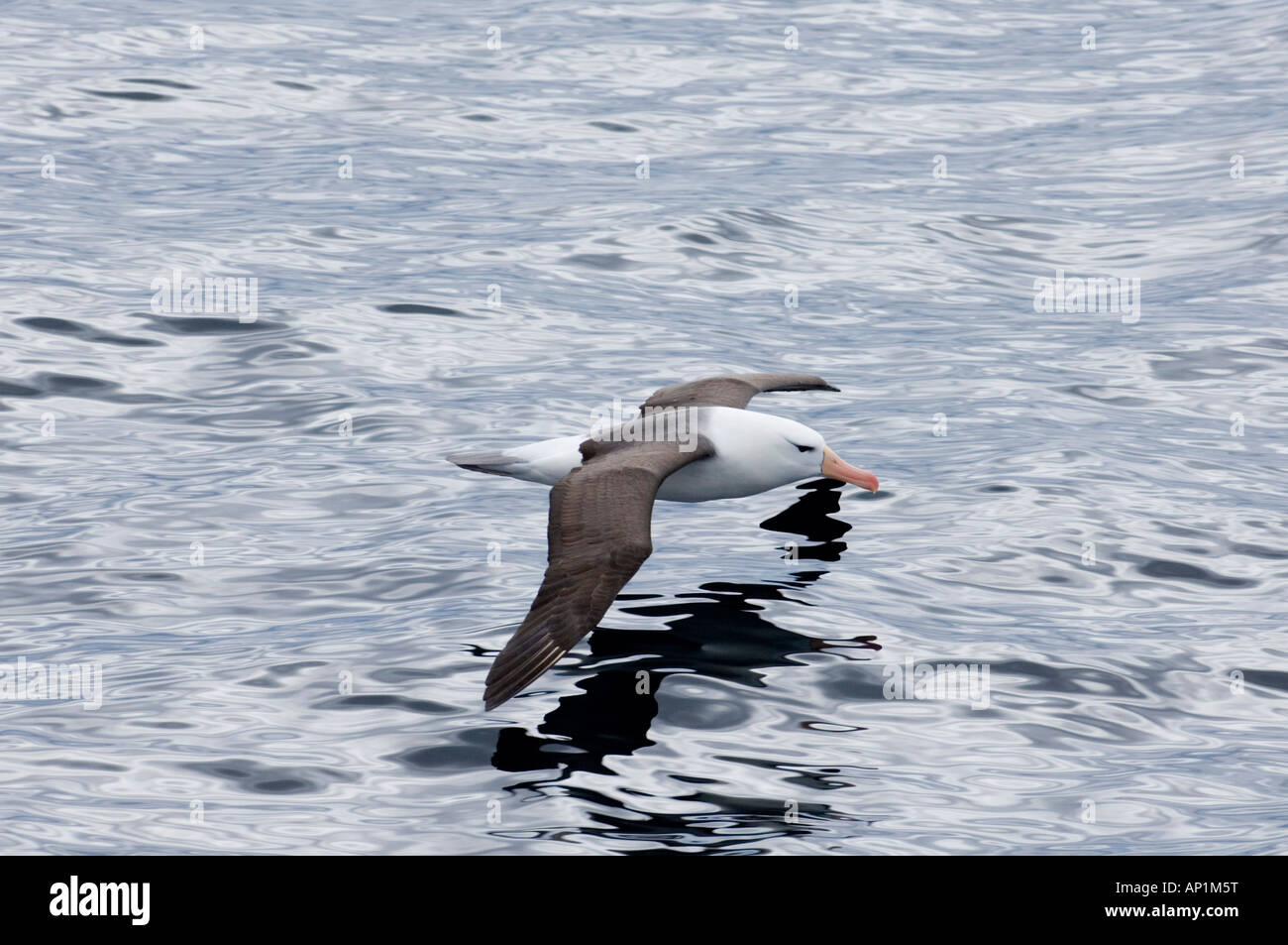Black browed Albatross Thalassarche melanophrys Southern Ocean off Cape ...