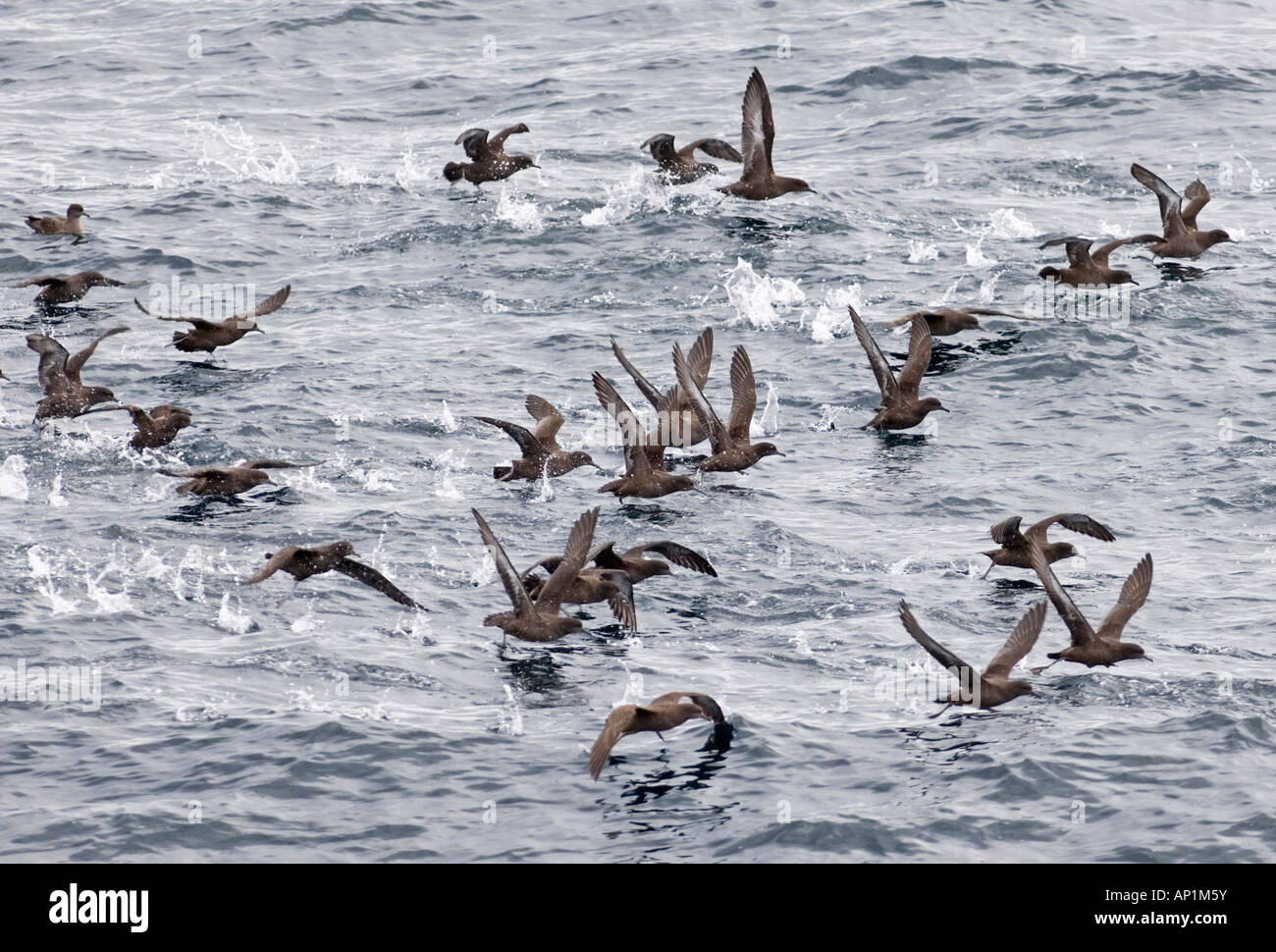 Sooty Shearwaters Puffinus griseus off Cape Horn Southern Ocean ...