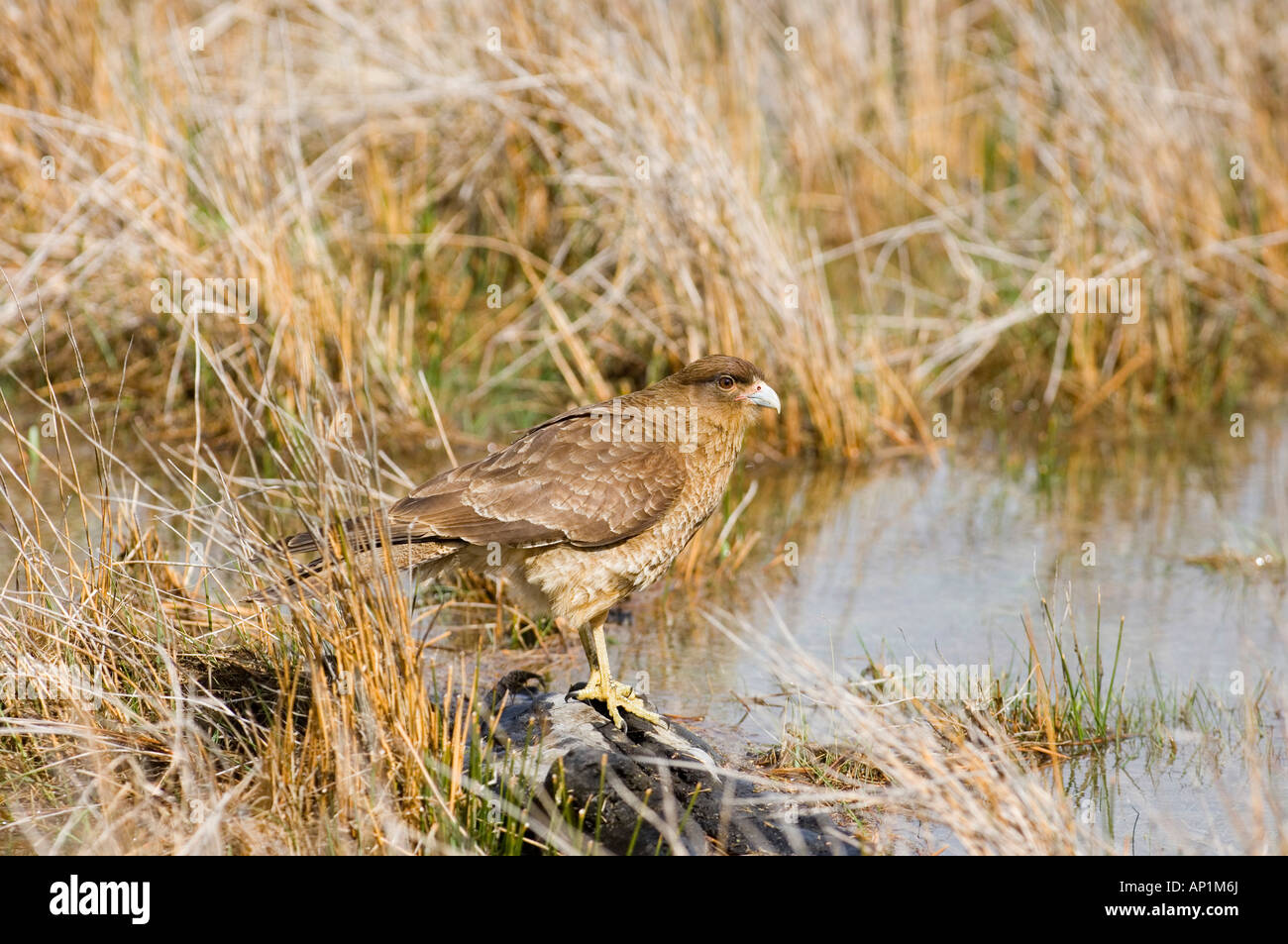 Chimango caracara tierra del fuego hi-res stock photography and images ...