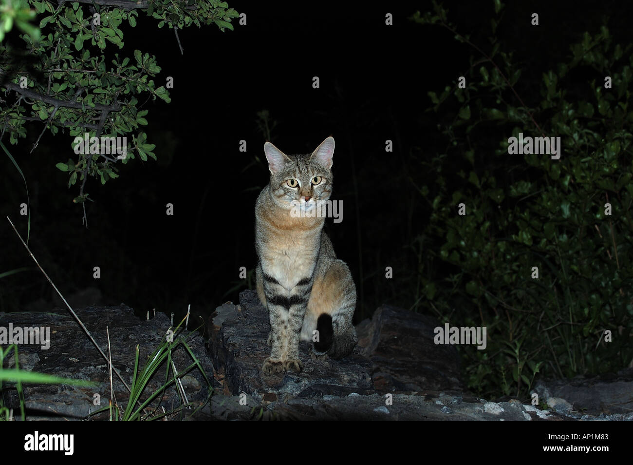African Wildcat Felis sylvestris at night Etosha Namibia Stock Photo ...