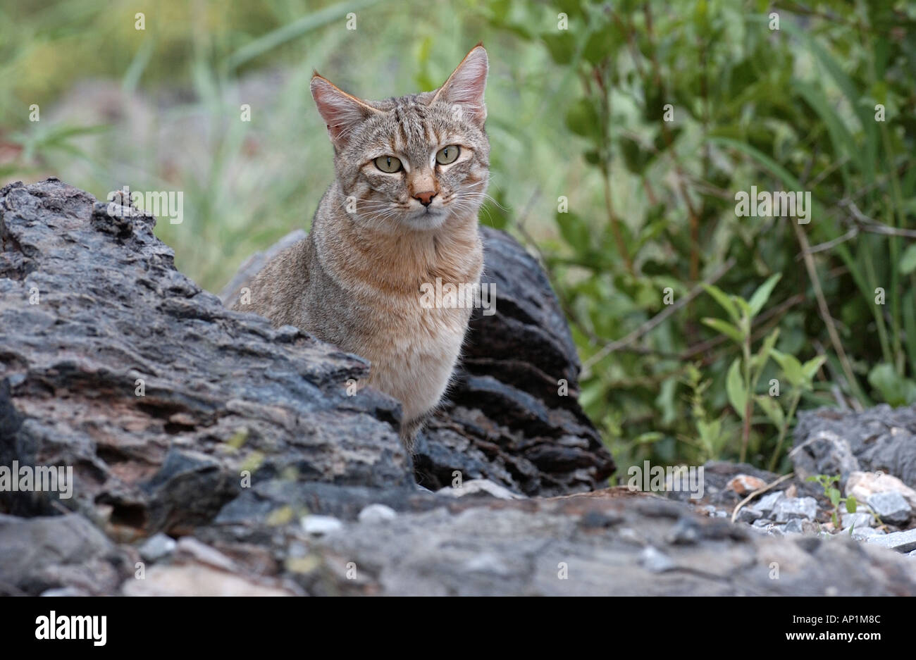 African wildcat felis sylvestris hi-res stock photography and images ...