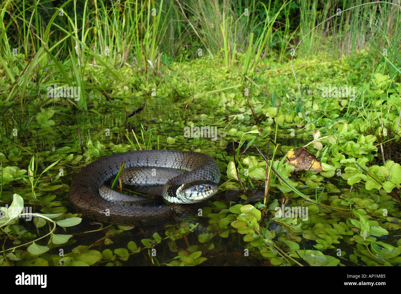 Grass Snake Natrix natrix resting in water UK Stock Photo - Alamy