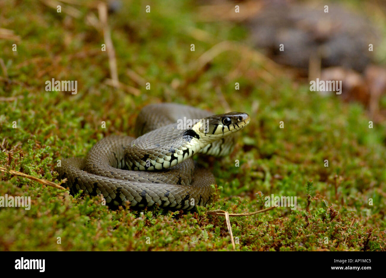 Snake curled up hi-res stock photography and images - Alamy