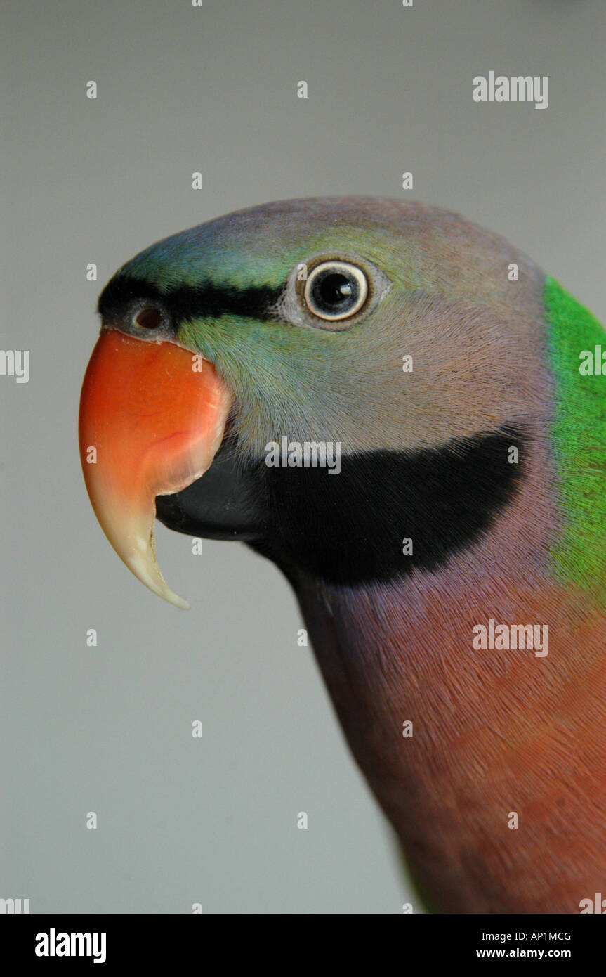 Psittacula alexandri fasciata Stock Photo - Alamy