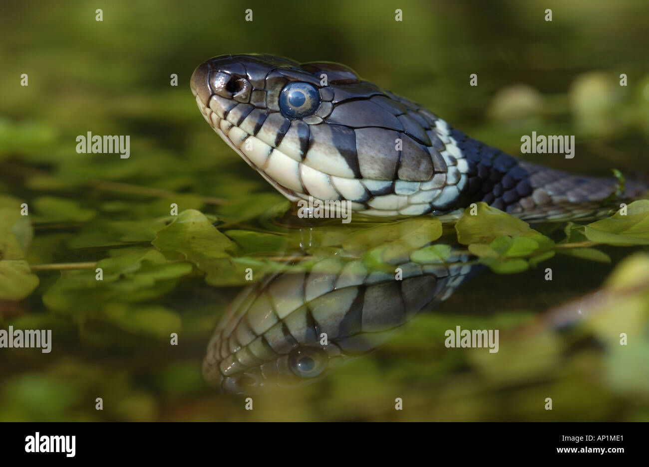 Grass Snake Natrix natrix in water with reflection Stock Photo - Alamy