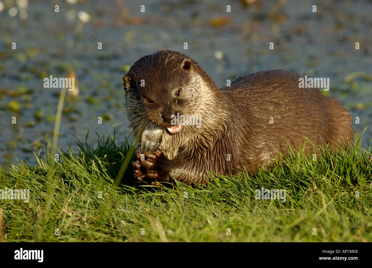 Uk otter eating hi-res stock photography and images - Alamy