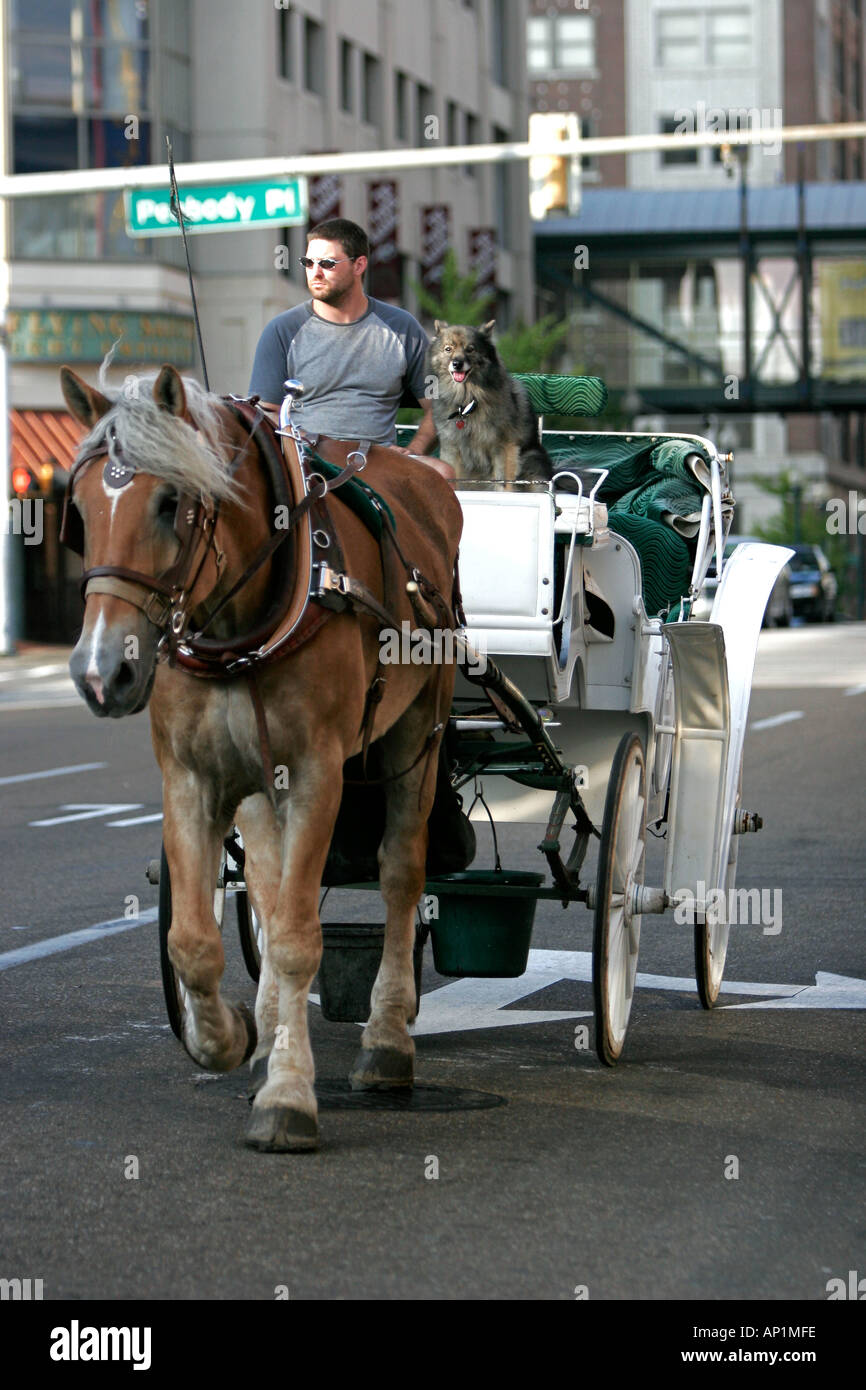 Open carriage driver and dog Memphis USA Stock Photo - Alamy