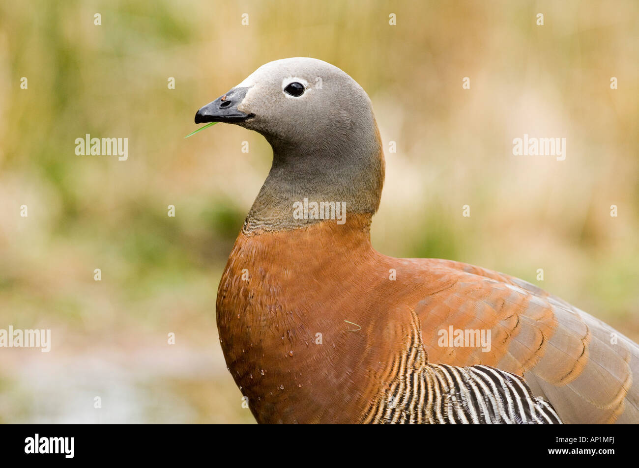 Ashy headed Goose Chloephaga poliocephala Tierra del Fuego Argentina ...