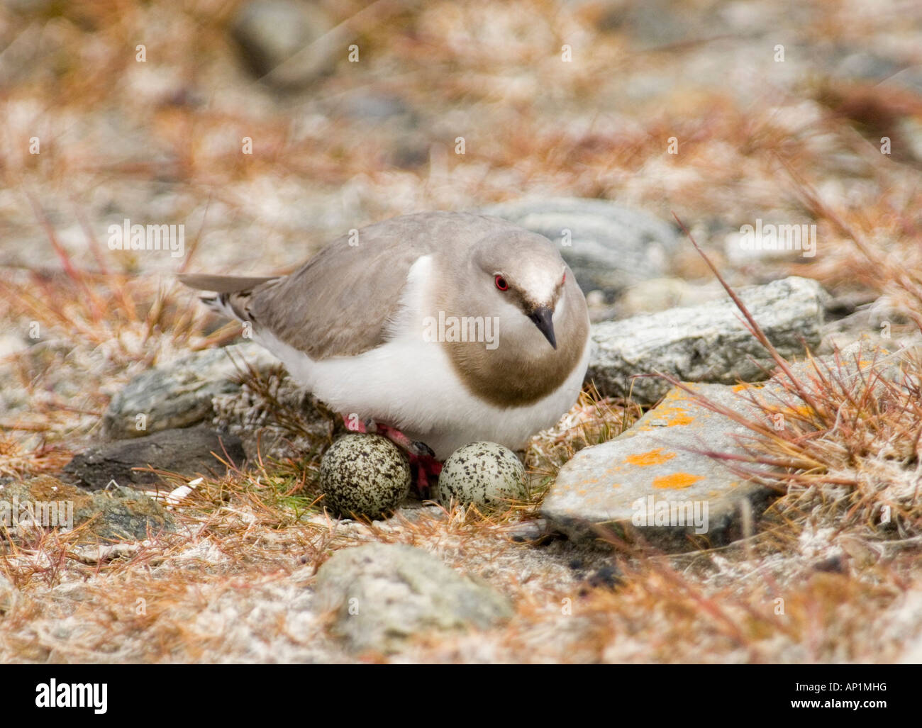 Magellanic Plover Pluvianellus socialis Tierra del Fuego Chile November ...