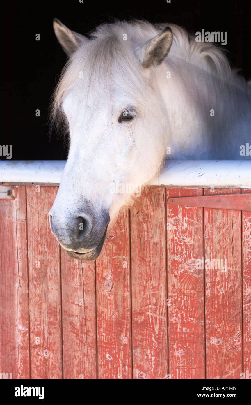 White pony looking over a worn red stable door Stock Photo - Alamy