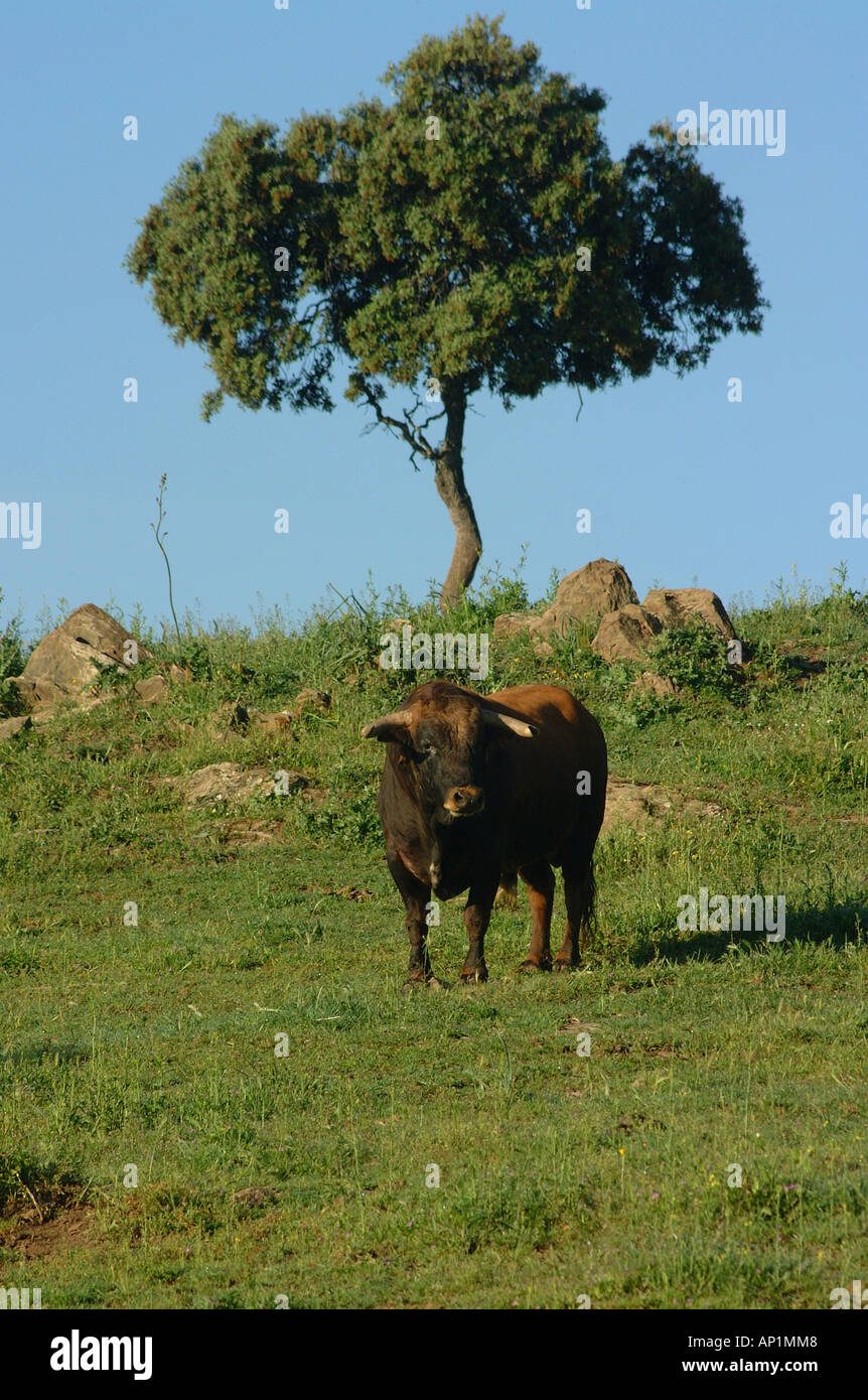 bull, Spain, bull, vertical, toro, colors, green, wildstock, wild ...