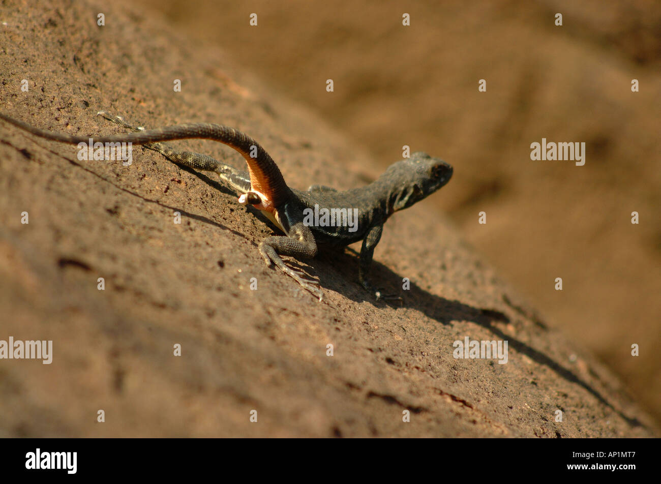 Lizards mating hi-res stock photography and images - Alamy