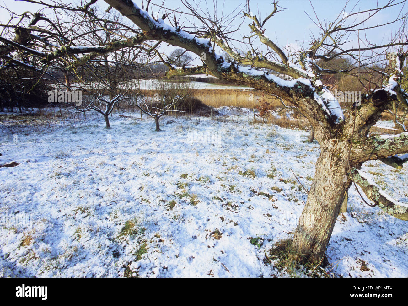 Orchard in winter Kent Stock Photo - Alamy