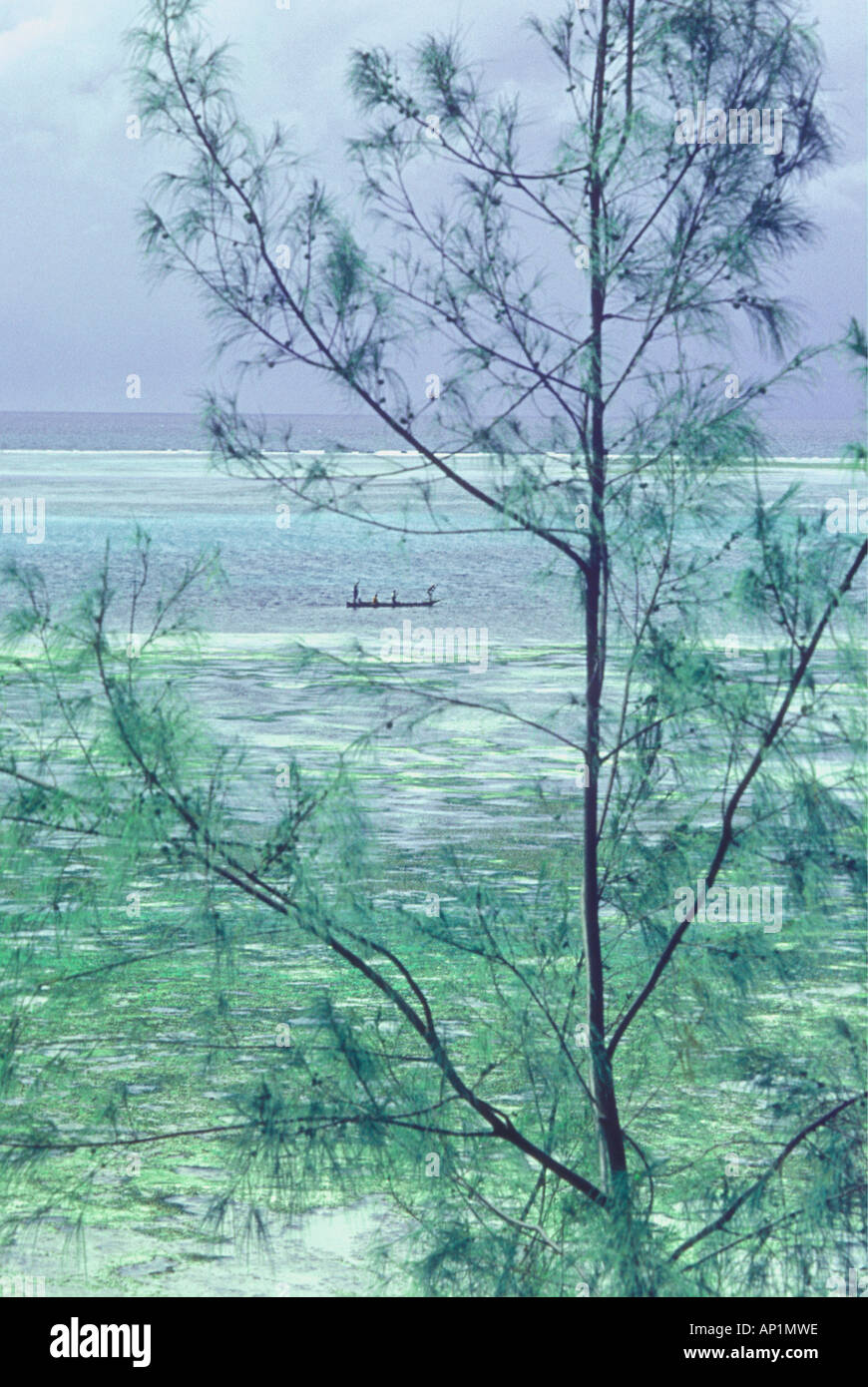 Casuarina tree hi-res stock photography and images - Alamy