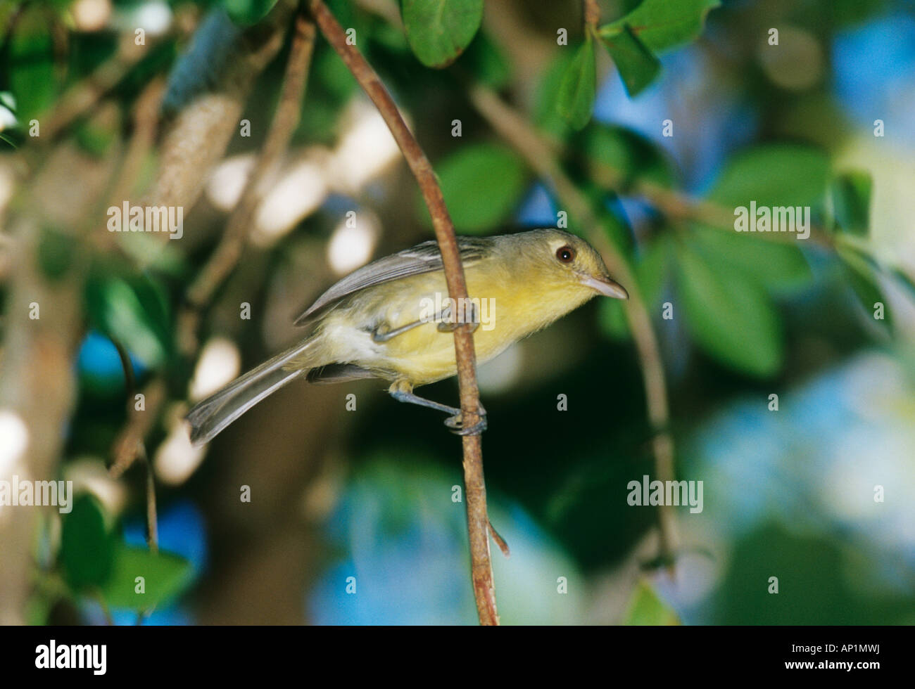 Endemic bird vireo cuba cuban wildlife hi-res stock photography and ...