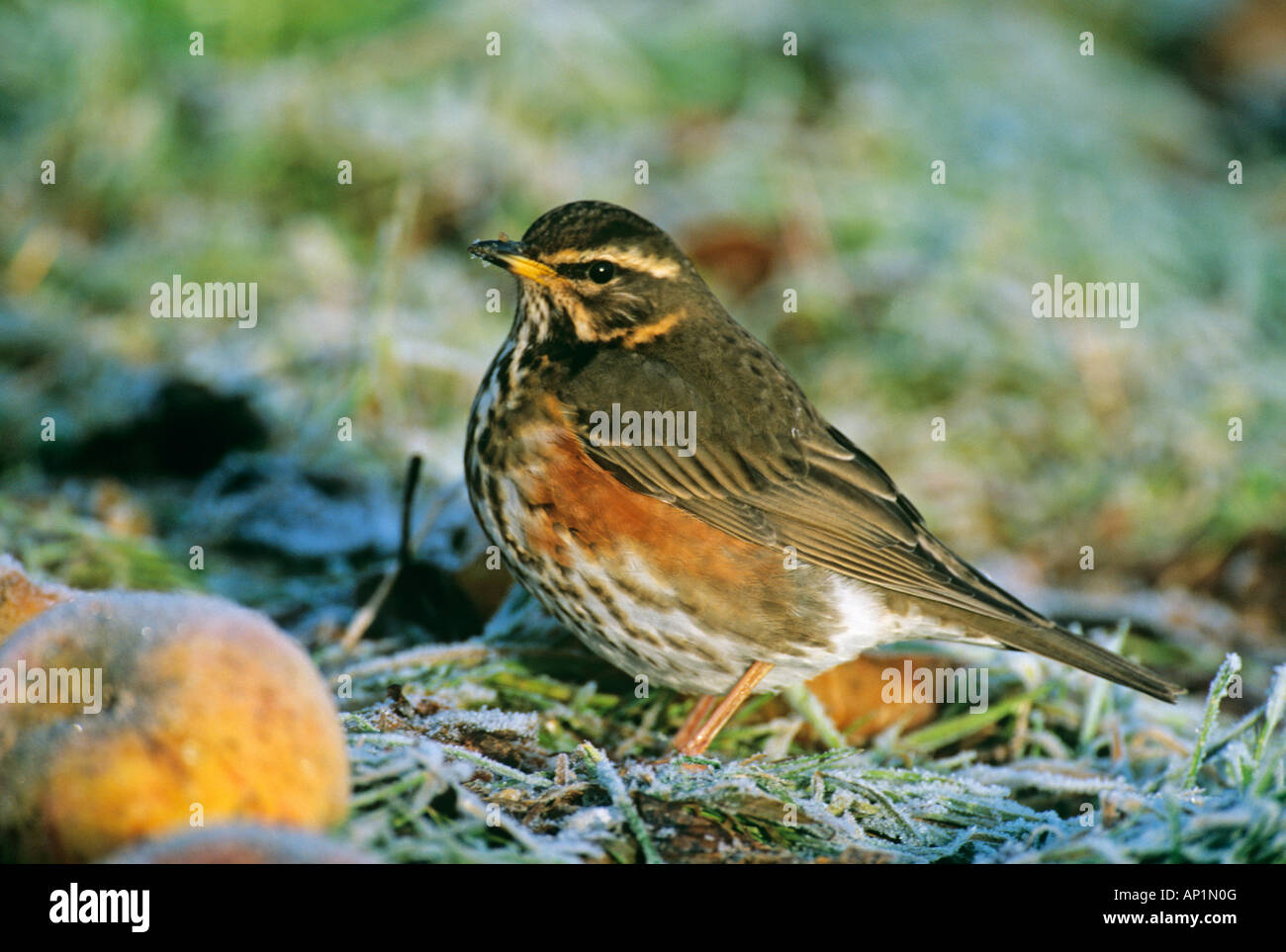 Redwing Apples High Resolution Stock Photography and Images - Alamy
