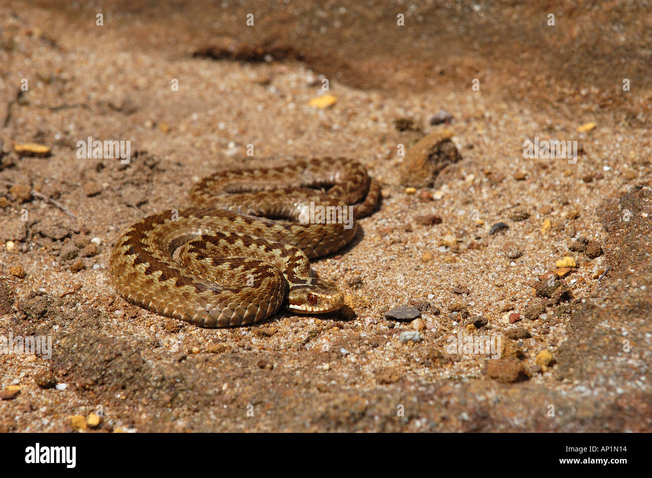 Adder uk sand hi-res stock photography and images - Alamy