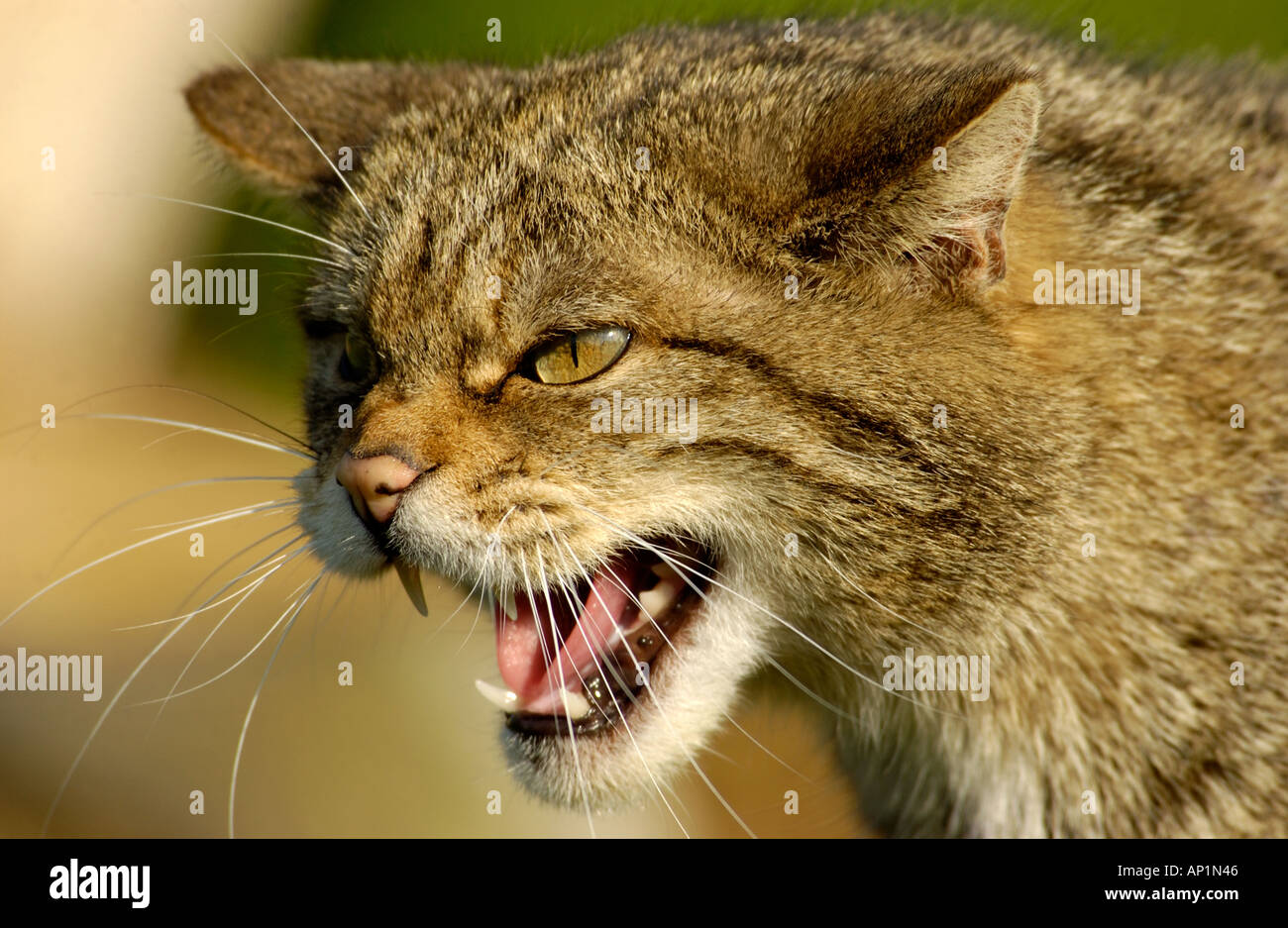 Scottish Wildcat Felis sylvestris snarling UK captive Stock Photo - Alamy