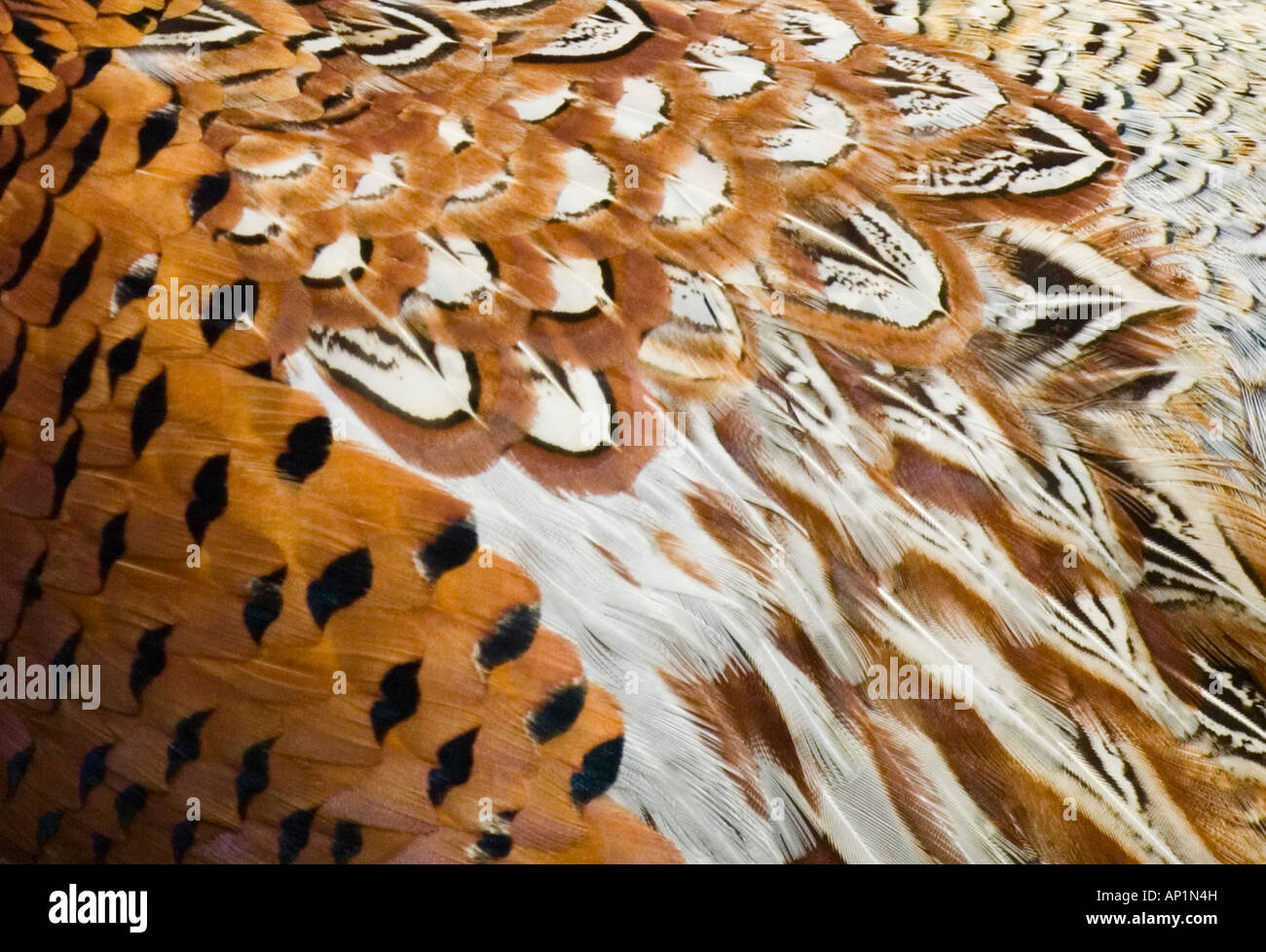 Pheasant feather hi-res stock photography and images - Alamy