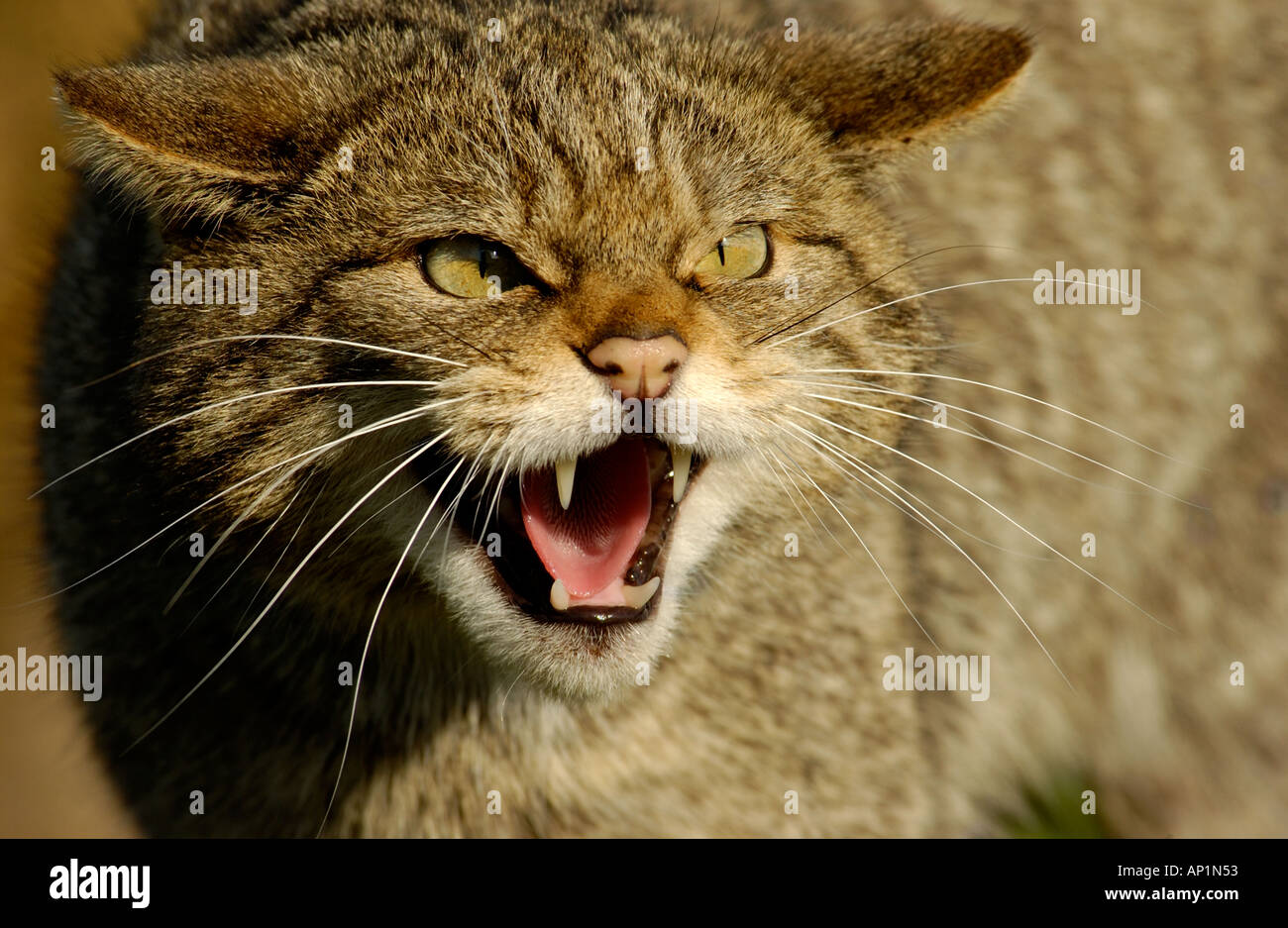 Scottish Wildcat Felis sylvestris snarling UK captive Stock Photo - Alamy