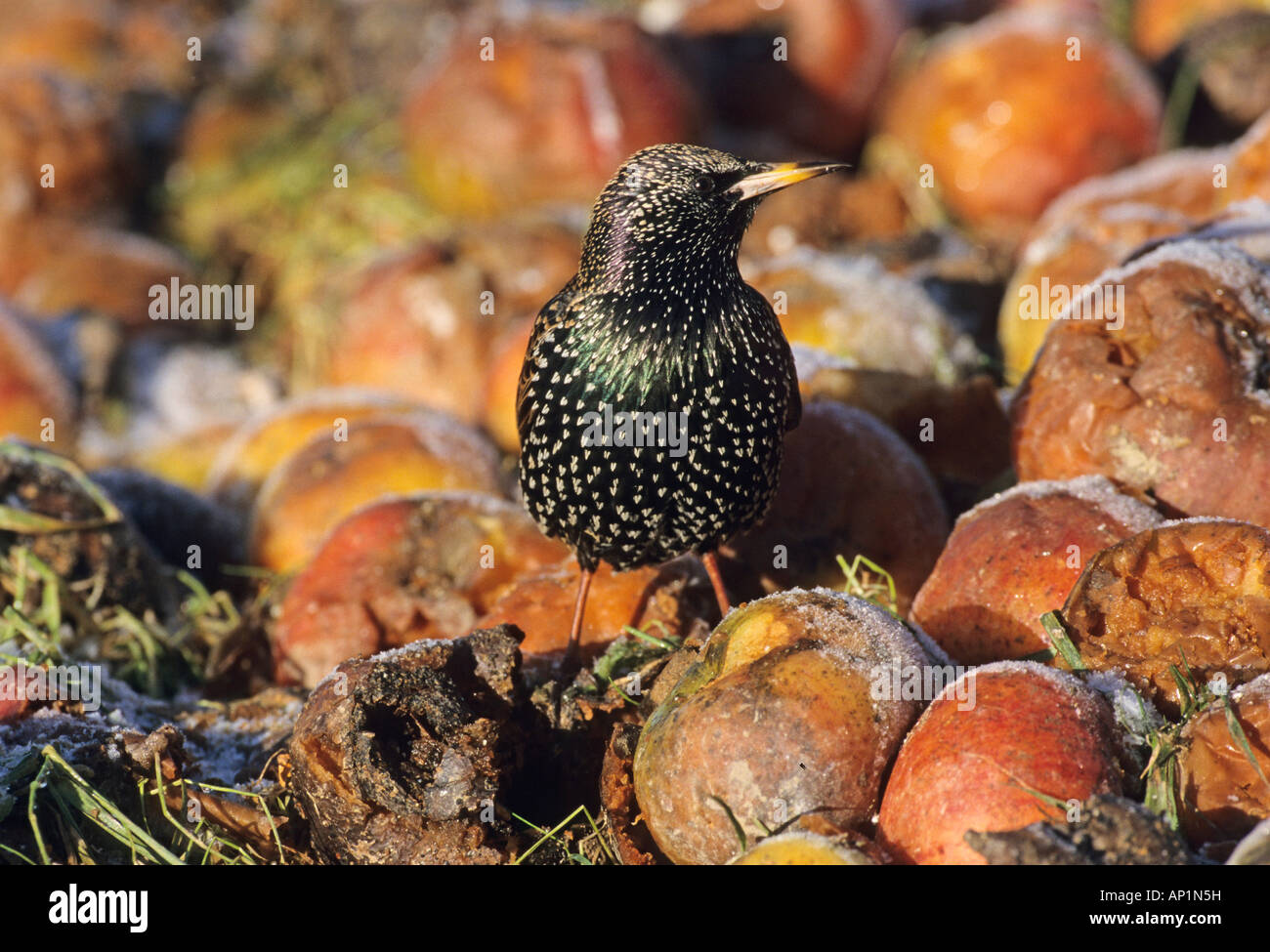 David tipling Stock Photos & Images from Alamy