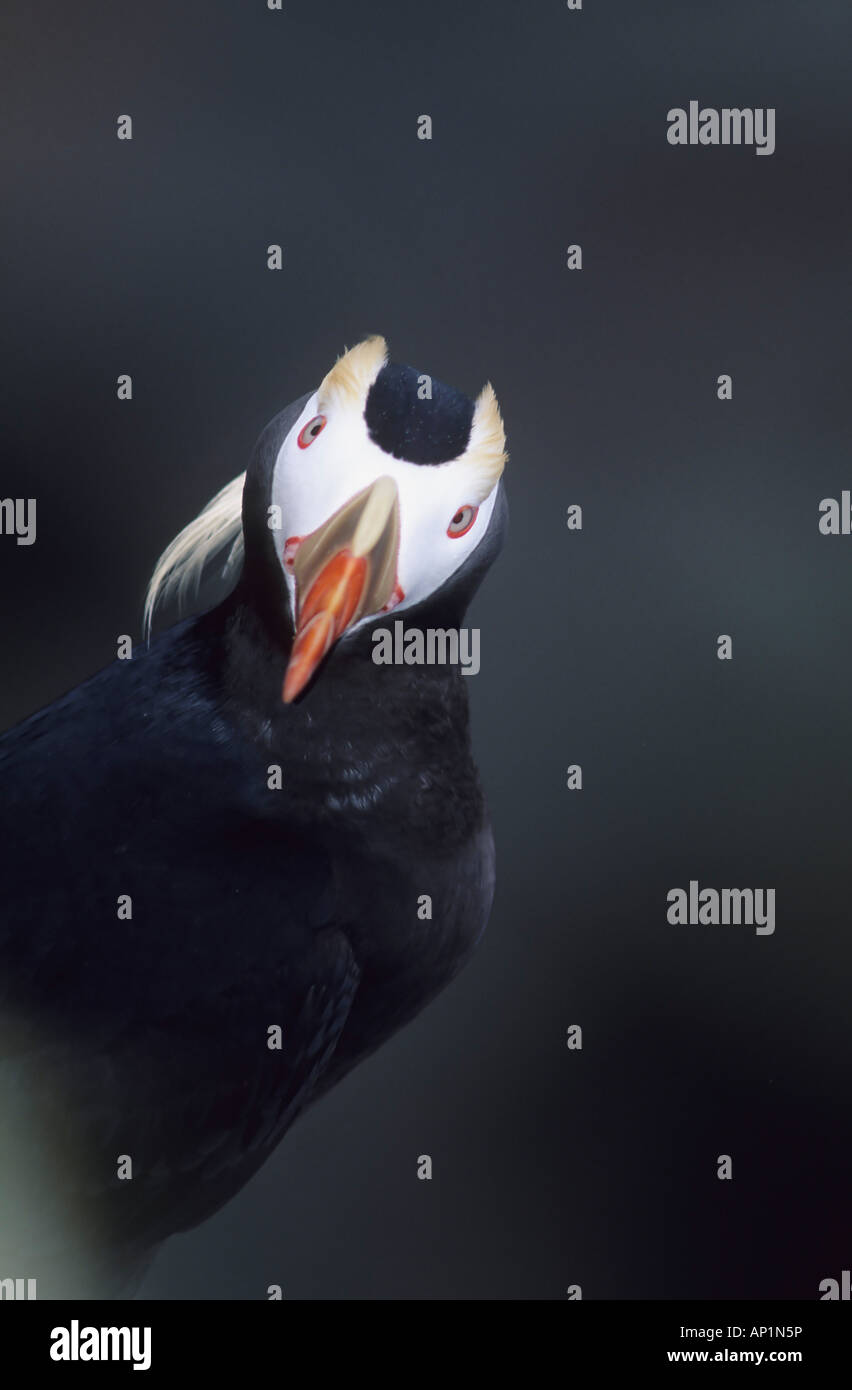 Tufted Puffin St Paul Island Pribilof Islands Alaska August Stock Photo ...