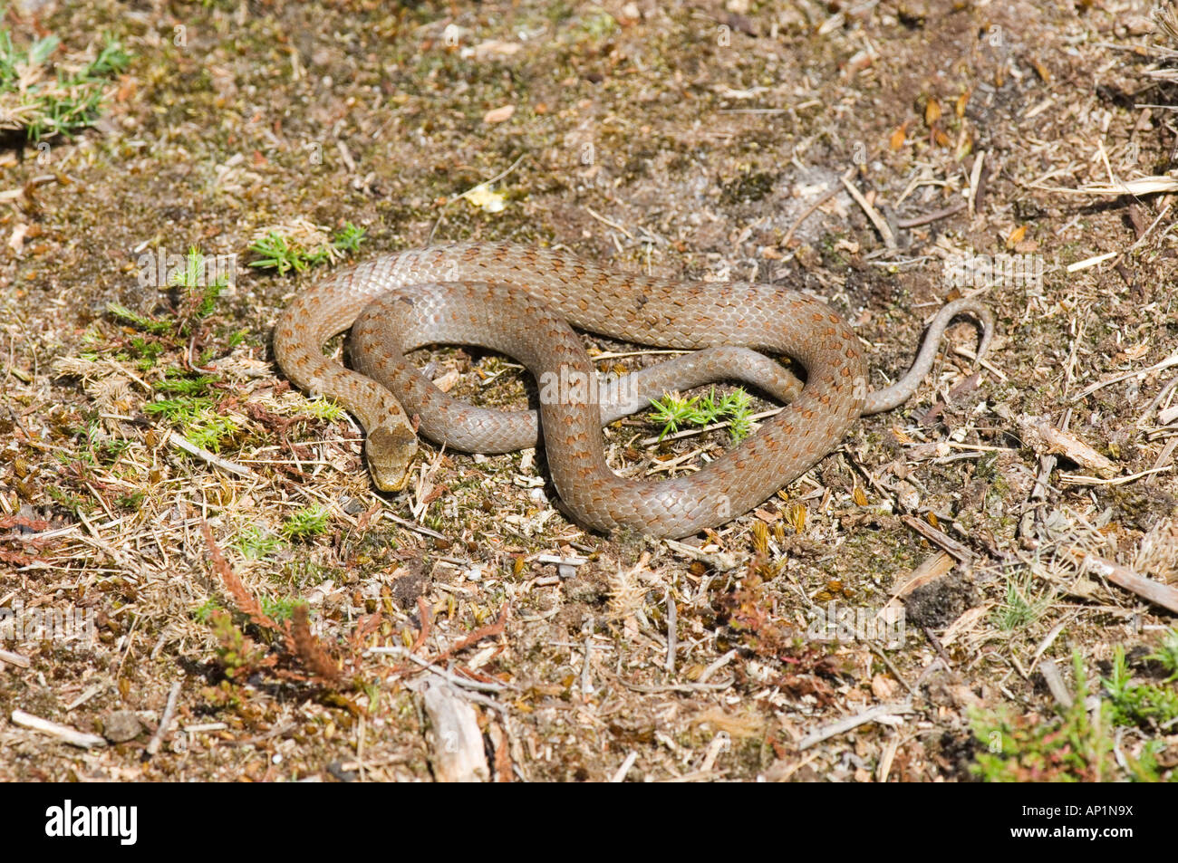 British Snake High Resolution Stock Photography and Images - Alamy