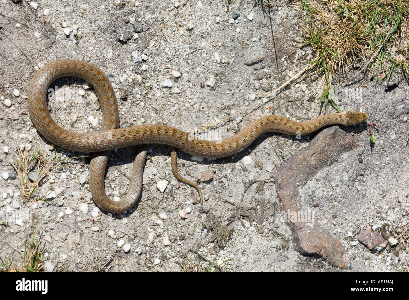 Snake smooth snake hi-res stock photography and images - Alamy