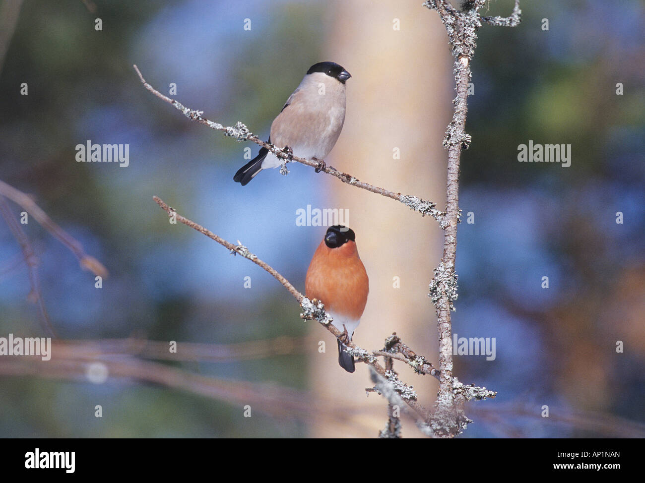 Bullfinch male and female hi-res stock photography and images - Alamy