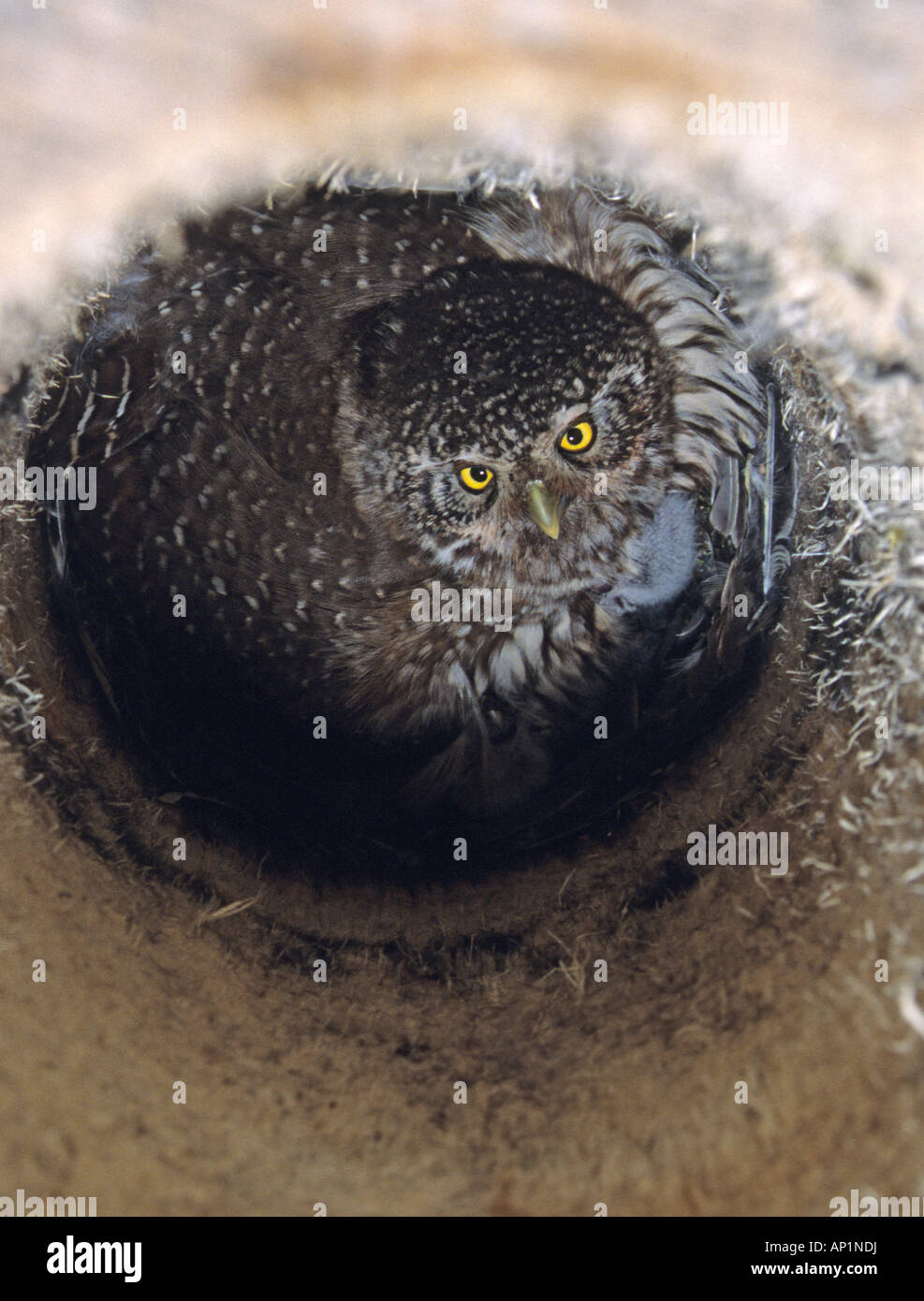 Pygmy Owl Glaucidium passerinum in nest box brooding chicks Finland May ...