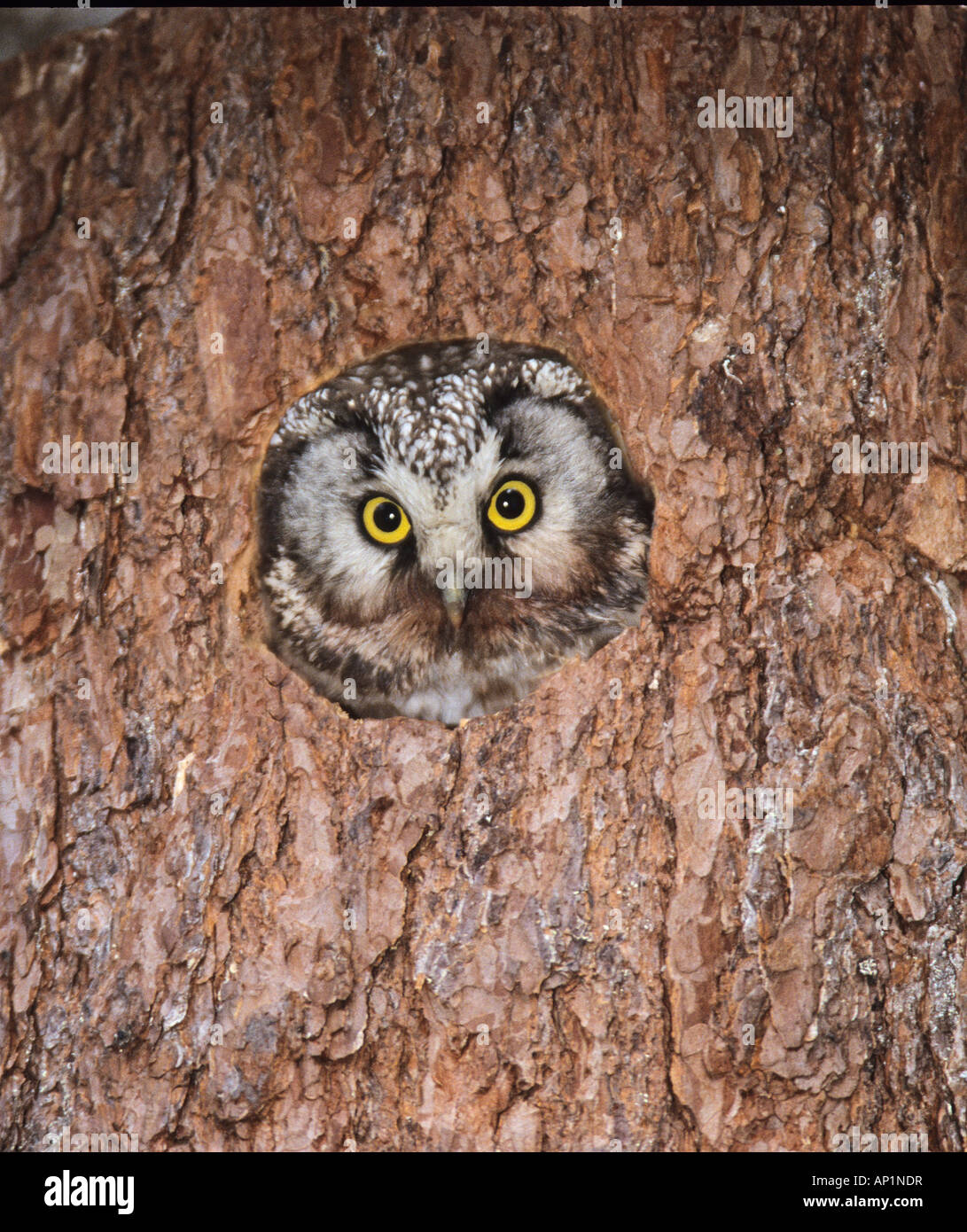 Tengmalm s Owl Aegolius funereus peerting from tree nest hole Finland ...