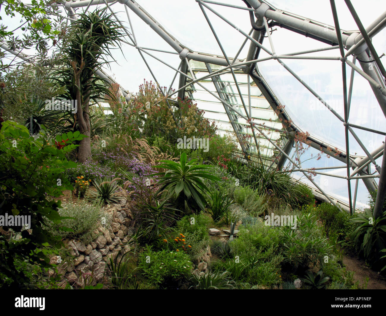 Interior mediterranean biome eden project hi-res stock photography and ...