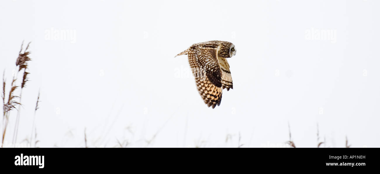 Short eared Owl Asio flammeus Welney Norfolk Feb Stock Photo - Alamy