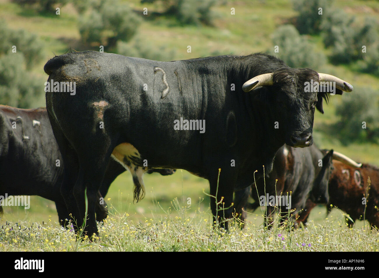 Spain, bull, called, animal, blak, culture, tradition, toro, toros ...