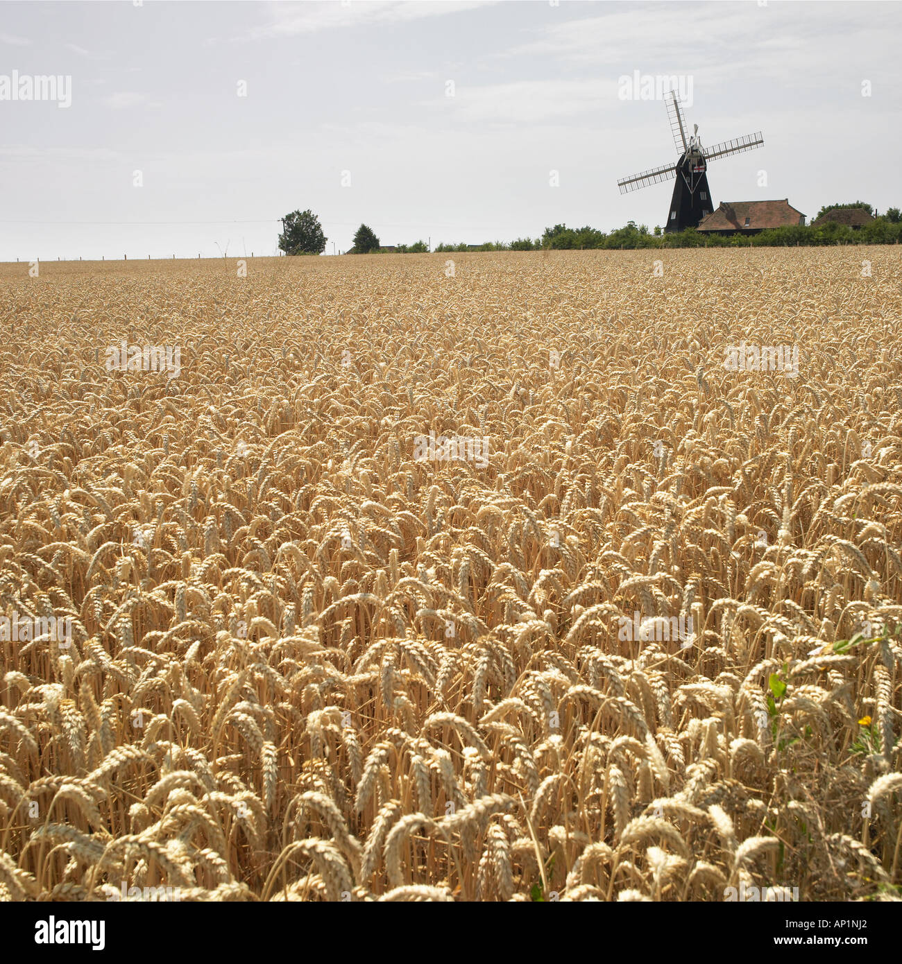 Mill windmill ear wheat hi-res stock photography and images - Alamy