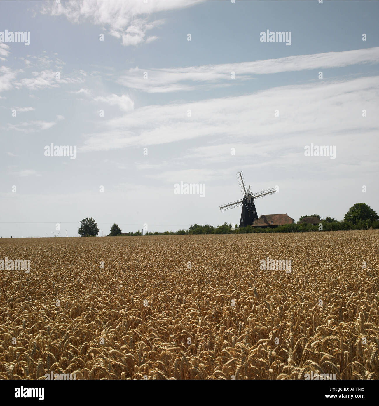 wheat field sarre wind mill windmill Stock Photo - Alamy