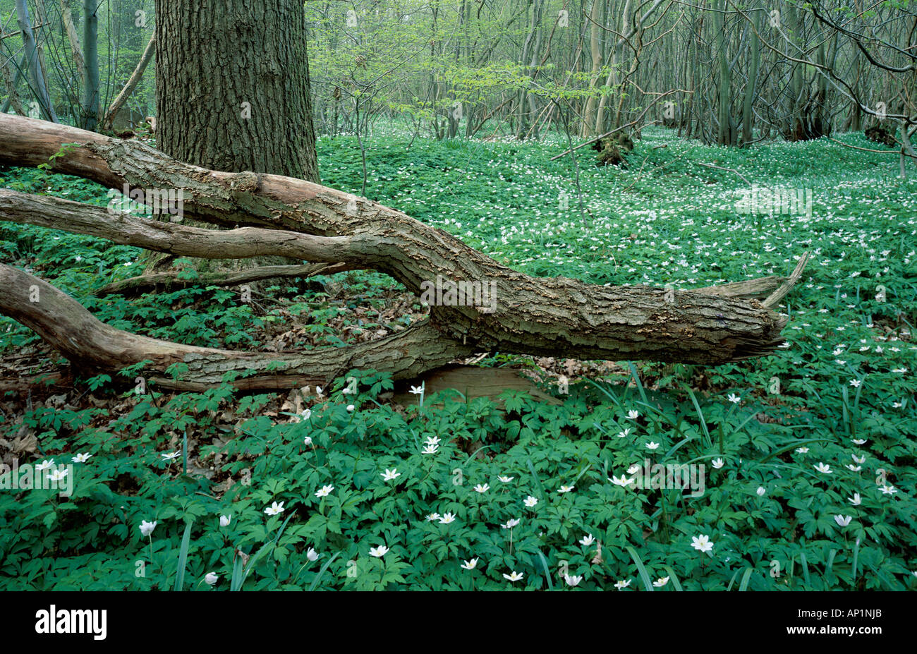 fallen tree in the woods with spring flowers on the forest floor Stock ...