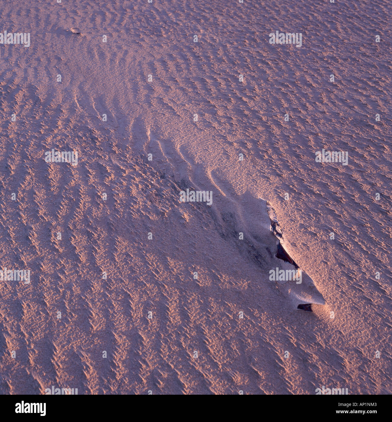 sand ripples on a beach Stock Photo - Alamy