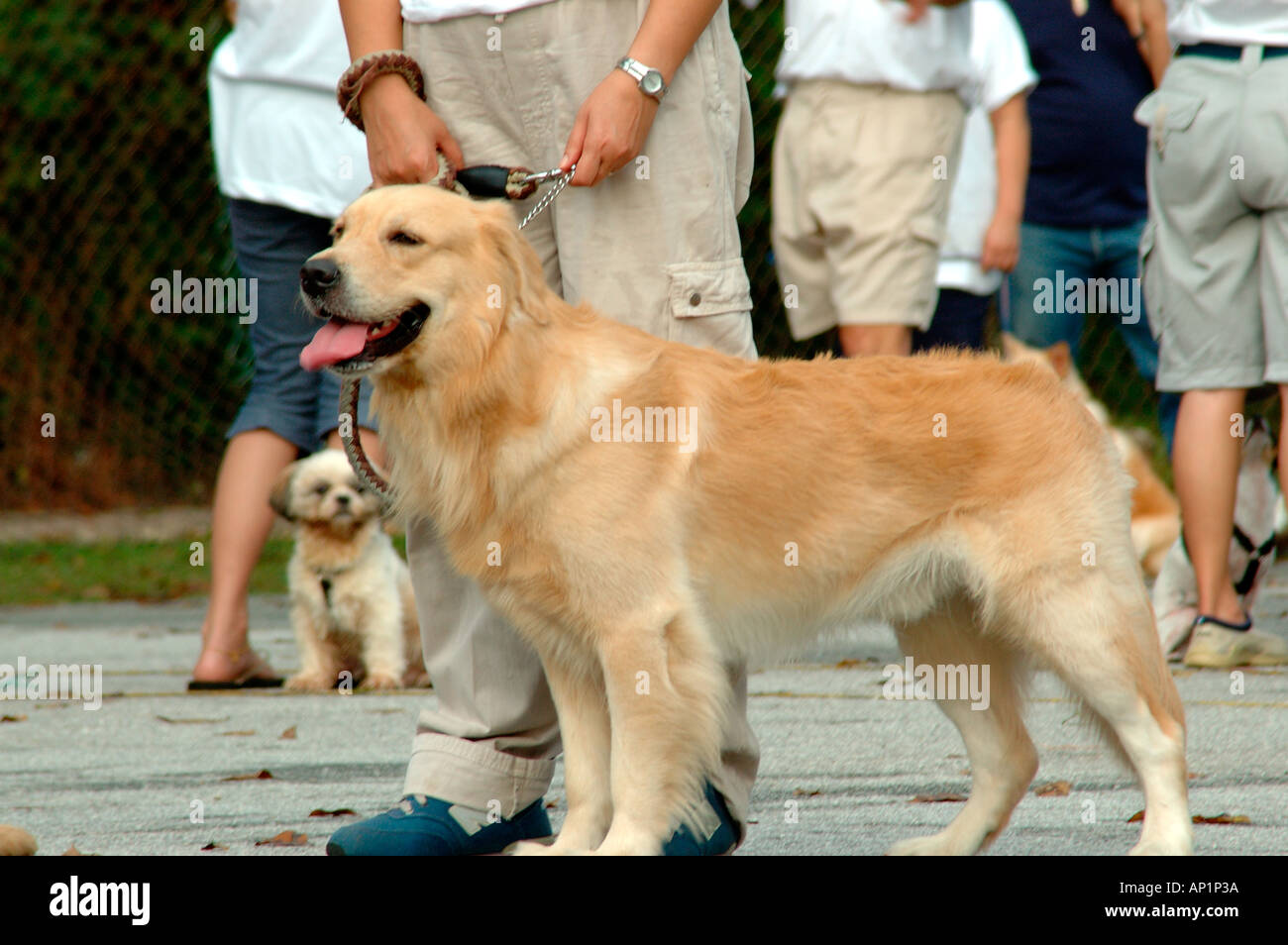 Leesh hi-res stock photography and images - Alamy